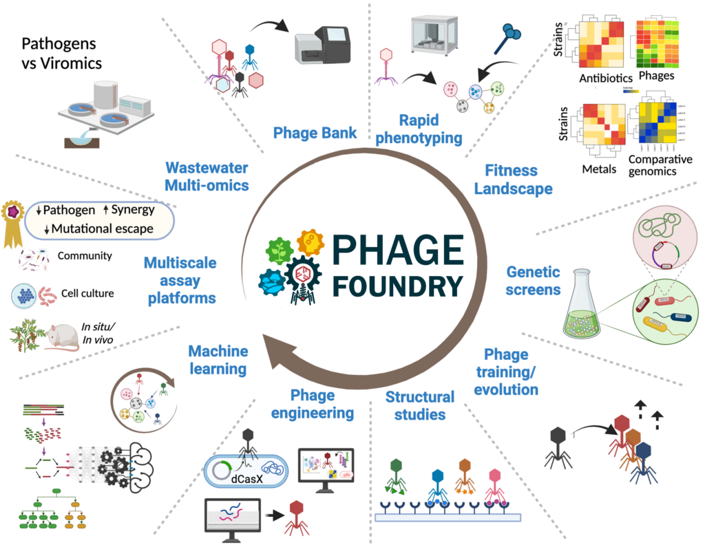 Research Phage Foundry