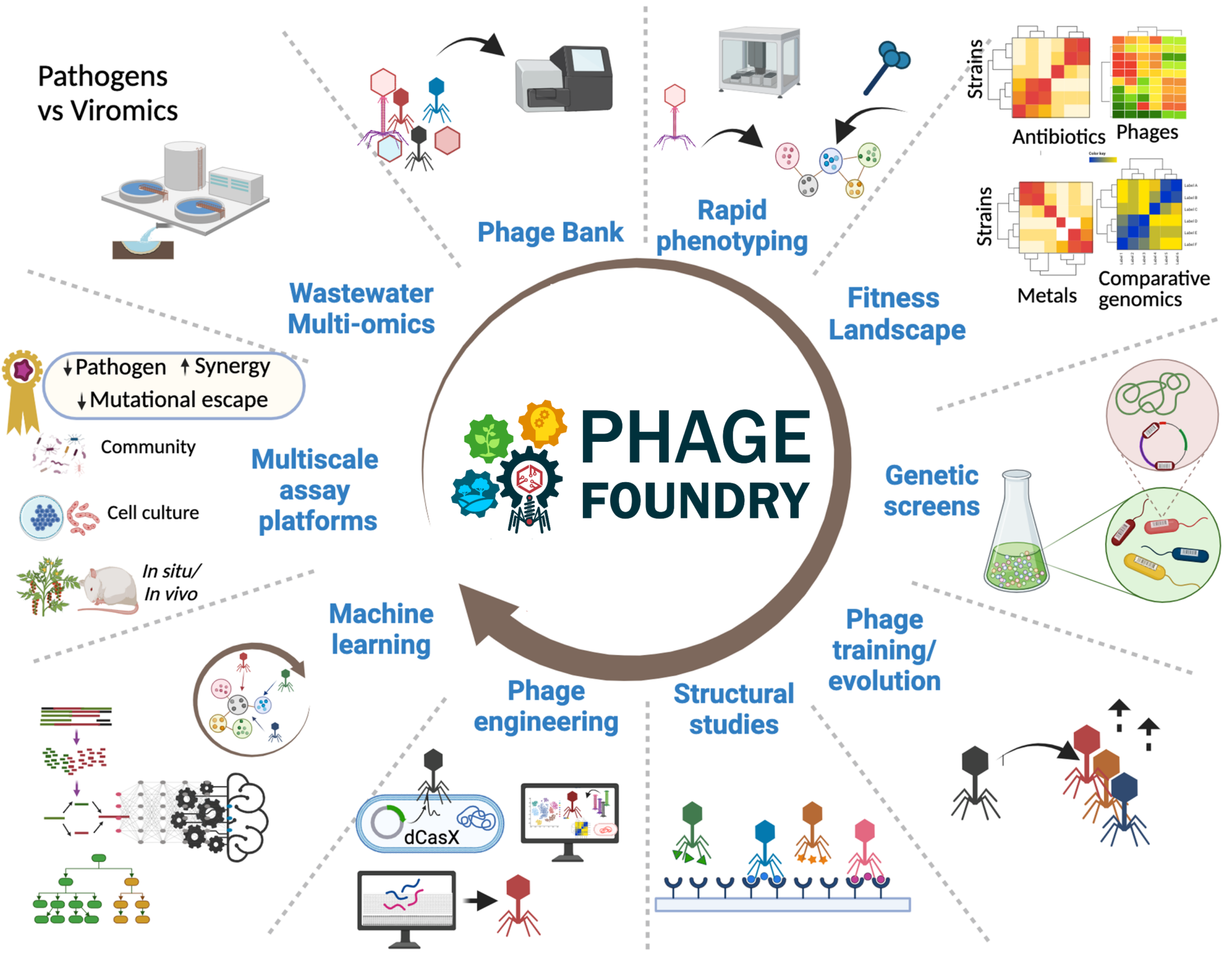 Research – Phage Foundry
